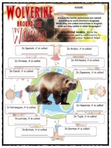 Wolverine Facts, Worksheets, Habitat, Appearance, Size & Diet For Kids