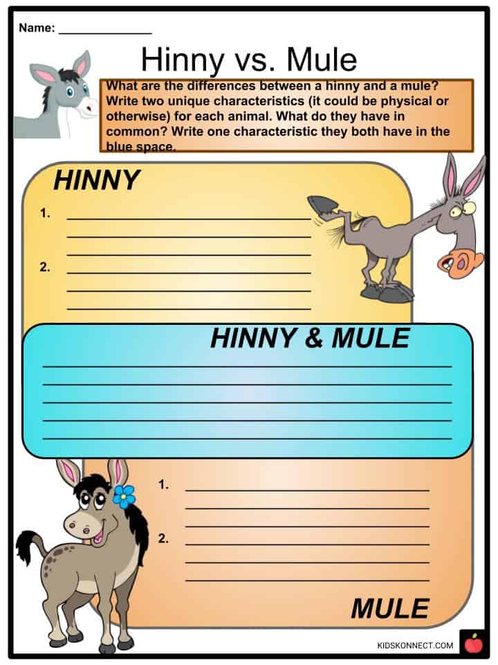 Mule Facts, Worksheets, Habitat, Characteristics & Diet For Kids