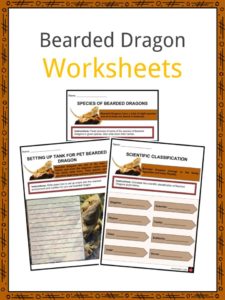 Bearded Dragon Facts, Worksheets, Species, Habitat, Diet For Kids