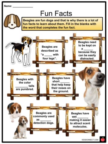 Beagle Dog Facts, Worksheets, Appearance & Personality For Kids