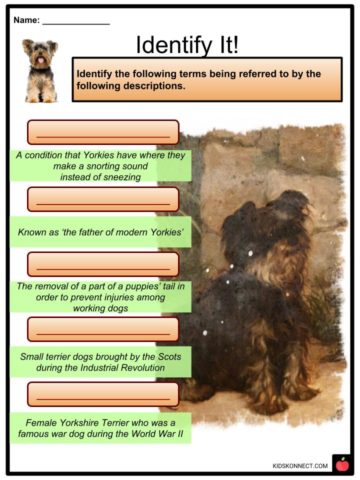 Yorkshire Terrier Facts, Worksheets, Origins, Features & Personality Kids