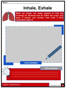 Lungs Facts, Worksheets, Function & Condition For Kids
