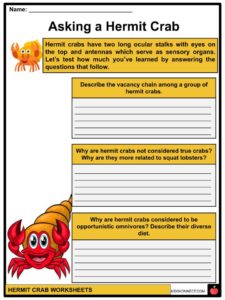 Hermit Crab Facts, Worksheets & Biological Description For Kids