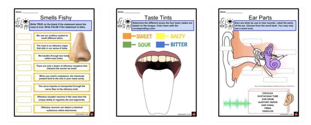 Biology for kids: how to get your class engaged with fun Biology worksheets