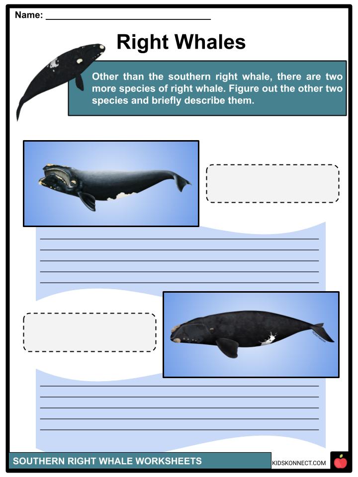 Southern Right Whale Facts, Worksheets & Taxonomy For Kids