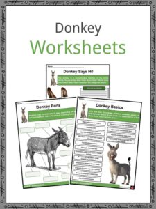 Donkey Facts, Worksheets, Terminology & History For Kids