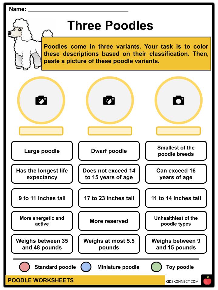 Poodle Facts, Worksheets, History & Appearance For Kids