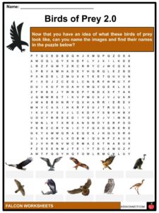 Falcon Facts, Worksheets, Etymology & Taxonomy For Kids
