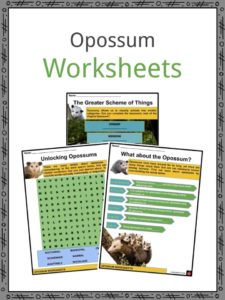 Possum Worksheets & Facts | Habitat, Anatomy, Lifecycle, Diet