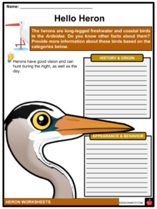 Heron Facts & Worksheets | KidsKonnect