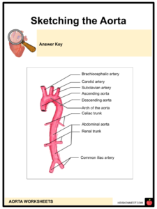 Aorta Facts & Worksheets | Anatomy, Function, Circulation, Diseases