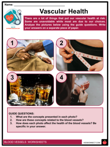 Blood Vessels Facts & Worksheets | Types, Flow, Care