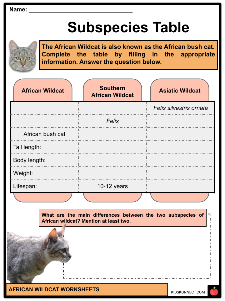 African Wildcat Worksheets & Facts | Taxonomy, Anatomy, Habitat