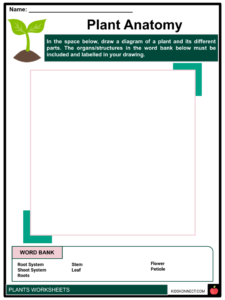 Plant Worksheets | Plant Life Cycle, Features, Cells, Function