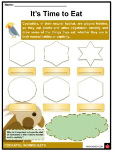 Cockatiel Worksheets & Facts | Anatomy, Habitat, Diet, Popular Pet