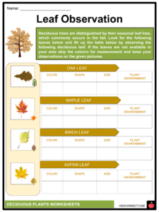Deciduous Plants Worksheets | Botany, Function, Reproduction
