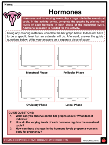 Female Reproductive System Facts & Worksheets | The Menstrual Cycle