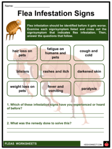Fleas Worksheets | Life Cycle, Diseases in Humans, Effects