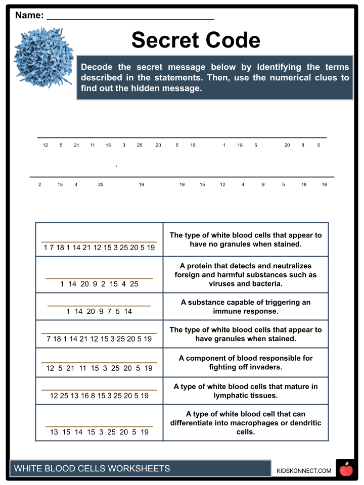 White Blood Cells Worksheets | Blood, Types, Conditions, Diseases