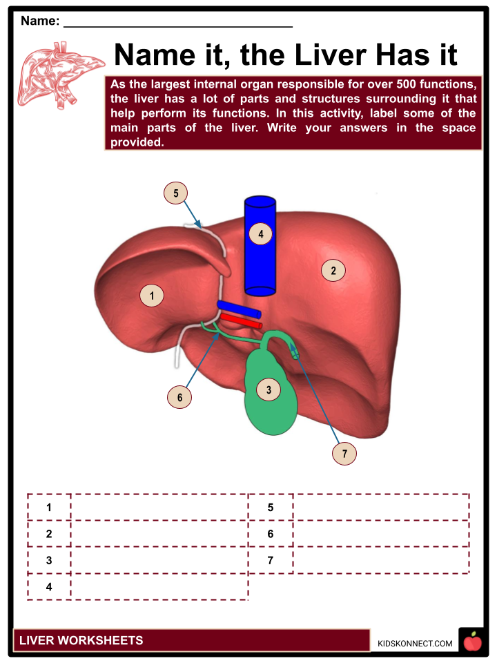Liver Worksheets | Anatomy, Functions, Homeostasis, Diseases
