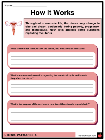 Uterus Worksheets | Anatomy, Function, Problems, Healthcare