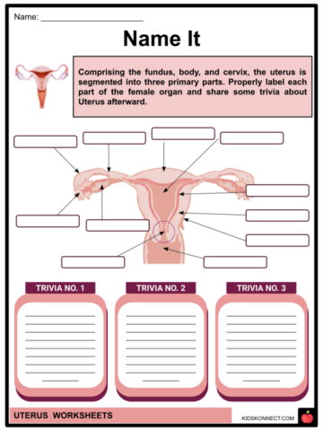 Uterus Worksheets | Anatomy, Function, Problems, Healthcare