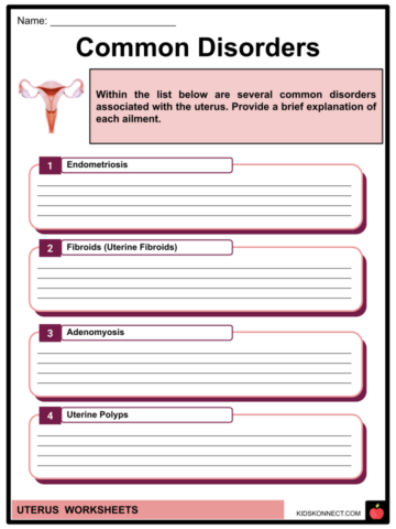 Uterus Worksheets | Anatomy, Function, Problems, Healthcare