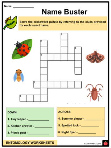 Entomology Worksheets | Insect Anatomy, Physiology & Behavior