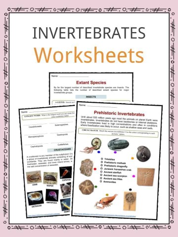 Invertebrates Curriculum Worksheets & Lesson Plan