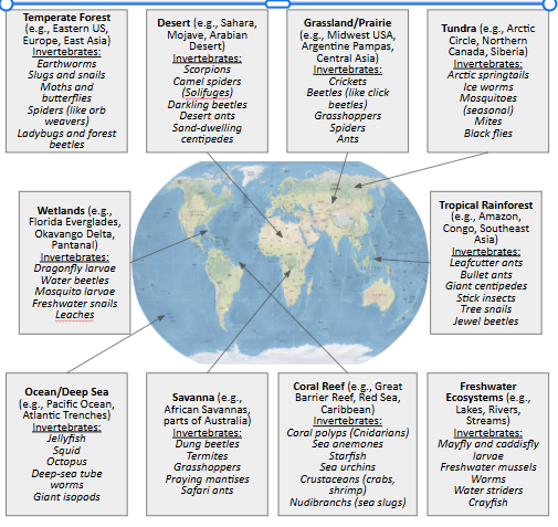 Invertebrates Curriculum Worksheets & Lesson Plan
